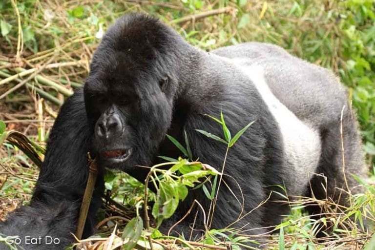 A silverback mountain gorilla, Guhonda, leader of the Sabyinyo Group ...