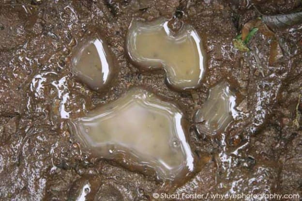 Leopard tracks | Go Eat Do