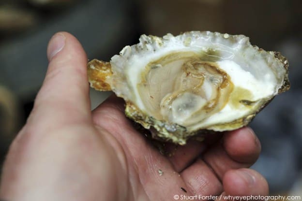 Oyster Sunday in Ghent, Belgium | Go Eat Do