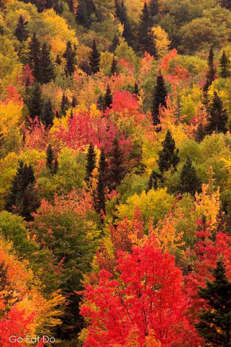 Woodland in eastern Canada with trees displaying their fall colours ...