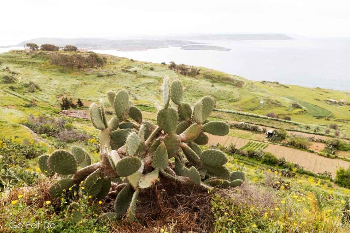 Prickly pears are used to make Bajtra liqueur, a popular alcoholic ...