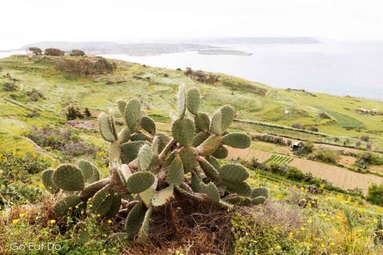 Maltese drinks & traditional food in Malta | Go Eat Do